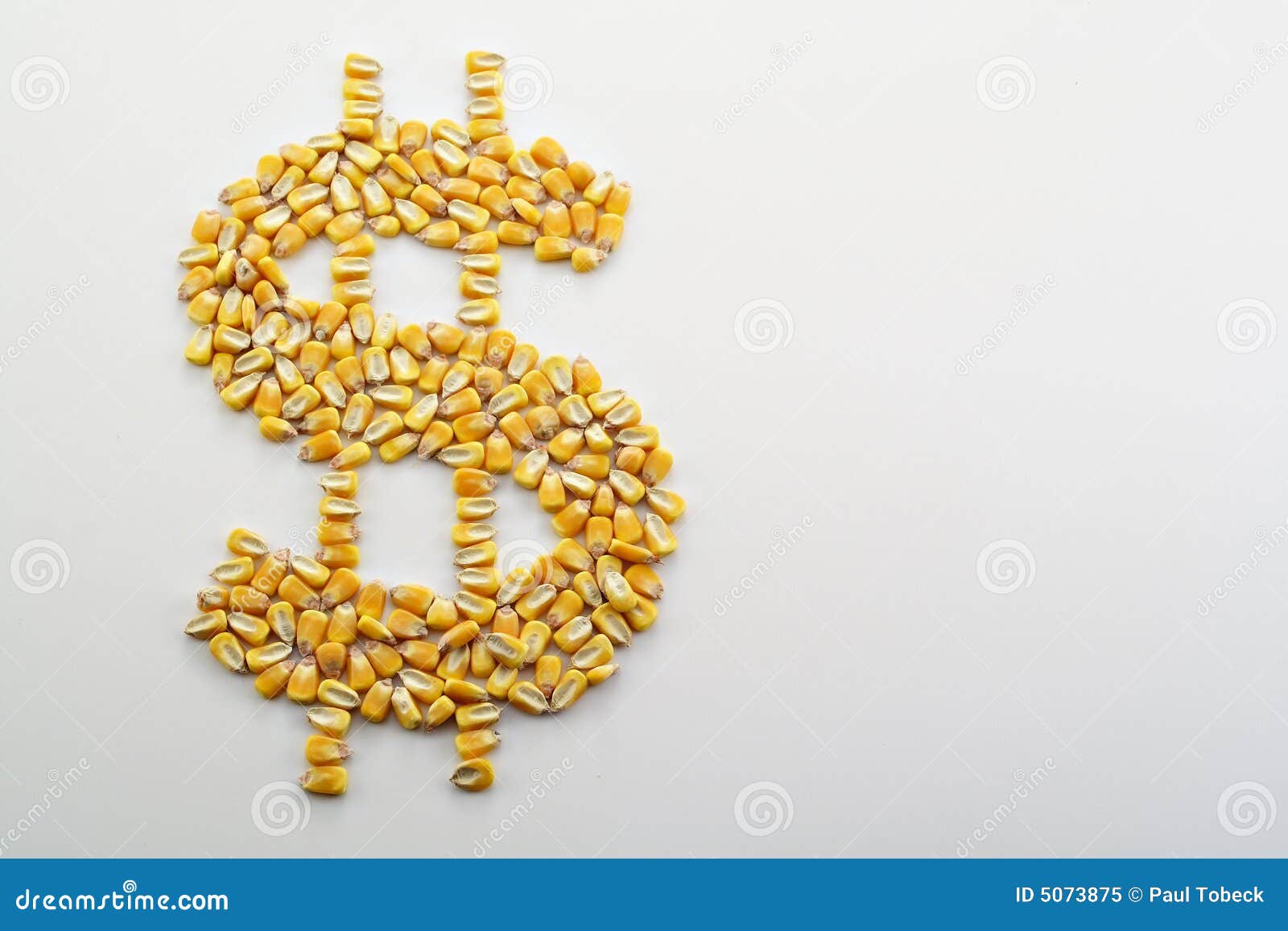 Cash Corn Crop III stock image. Image of agribusiness - 5073875