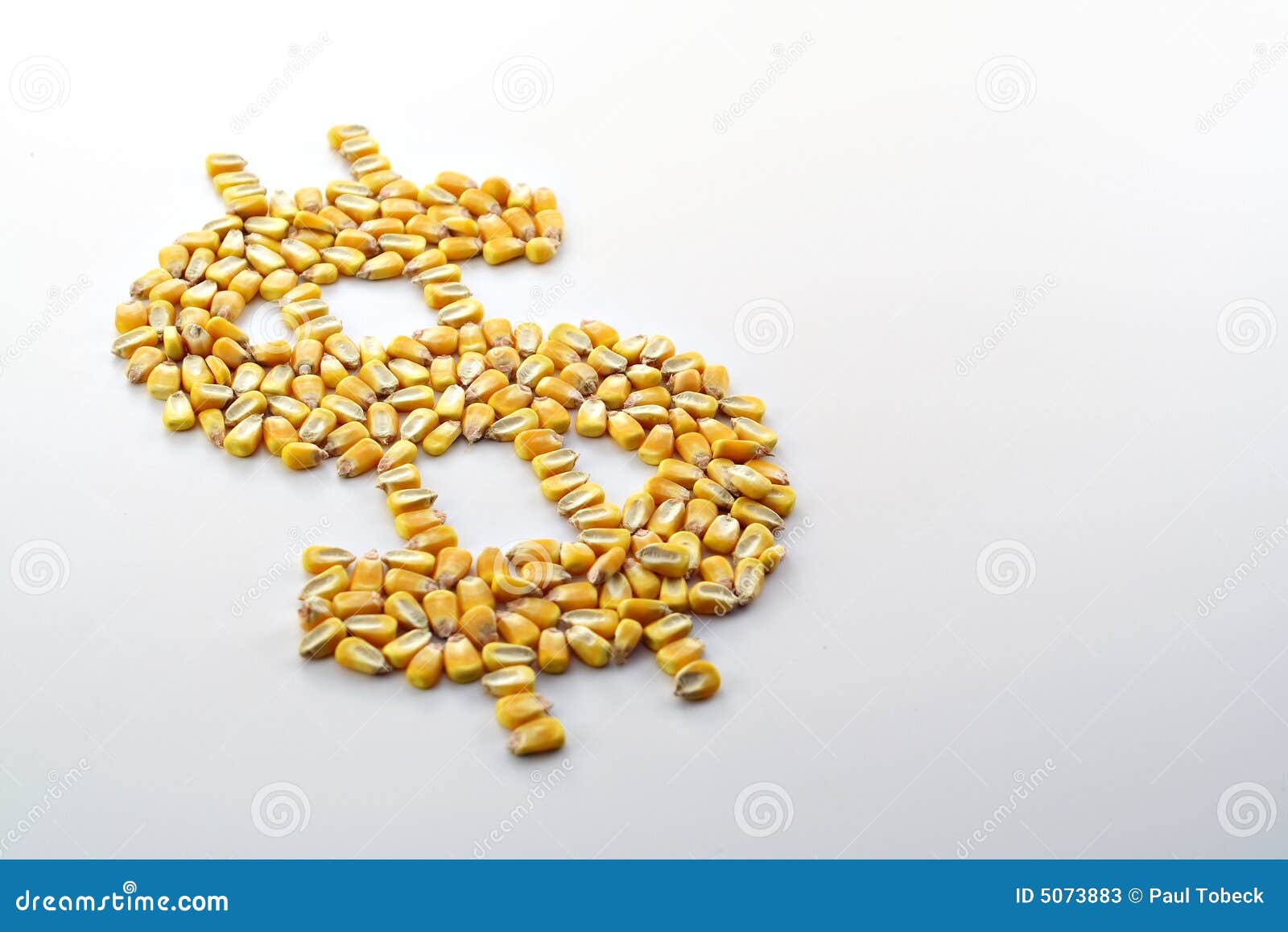 Cash Corn Crop IV stock image. Image of currency, agriculture - 5073883