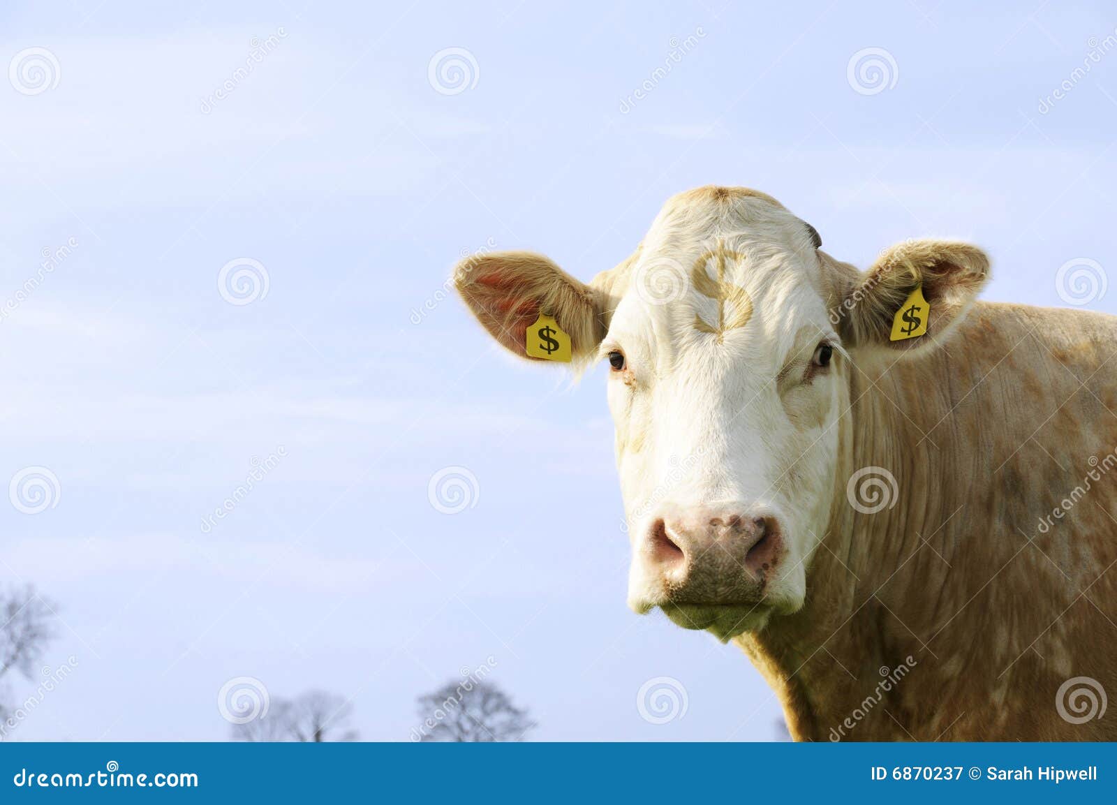 622 Cash Meat Photos - Free & Royalty-Free Stock Photos from Dreamstime