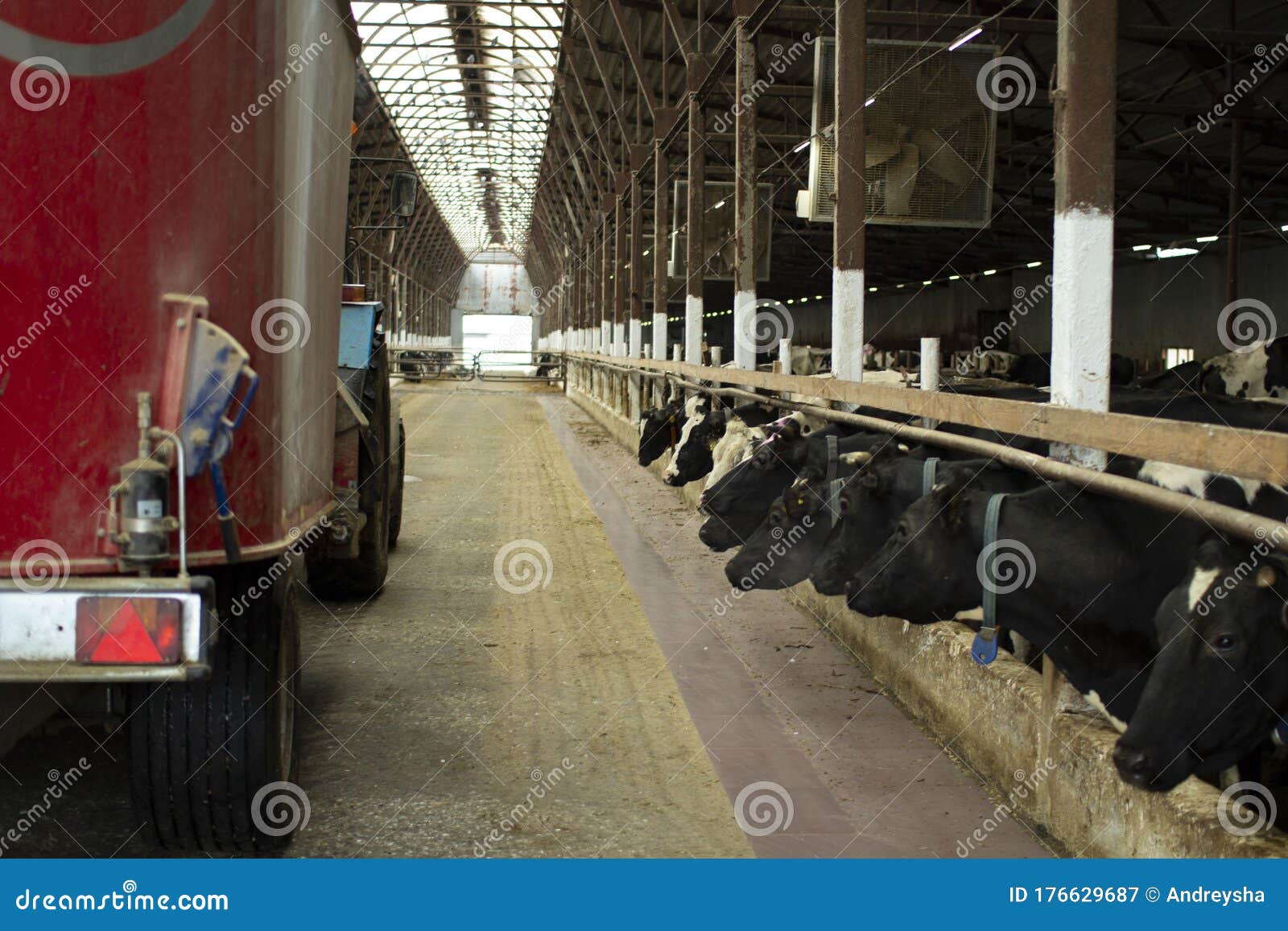 Cash Cows in a Stall on the Farm during Feeding. Stock Image - Image of ...