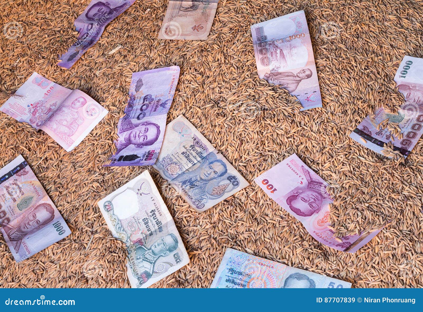 Cash on paddy rice stock image. Image of career, financial - 87707839