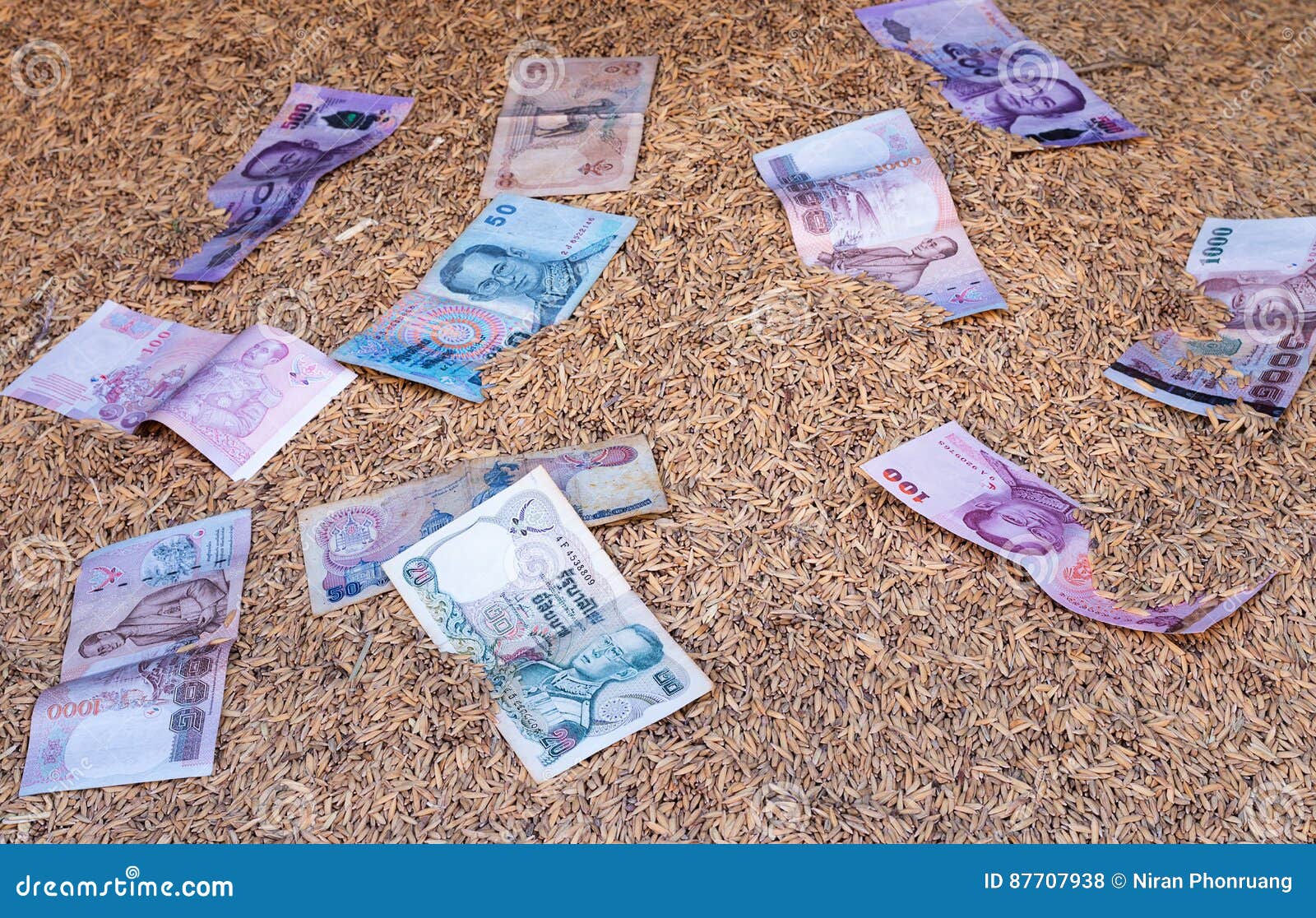 Cash on paddy rice stock photo. Image of harvest, light - 87707938