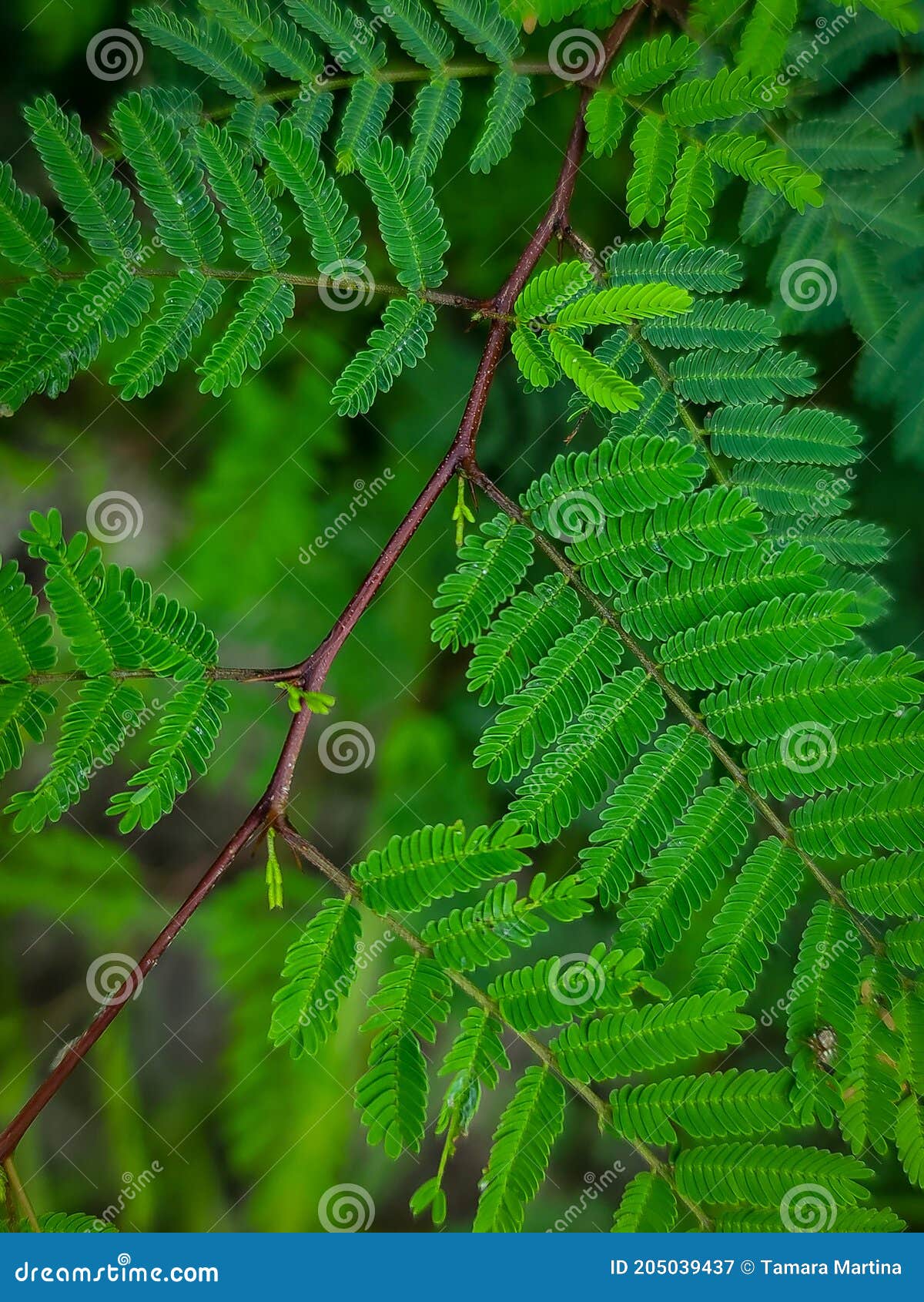 Casha tree tiny leaves stock image. Image of vegetation - 205039437