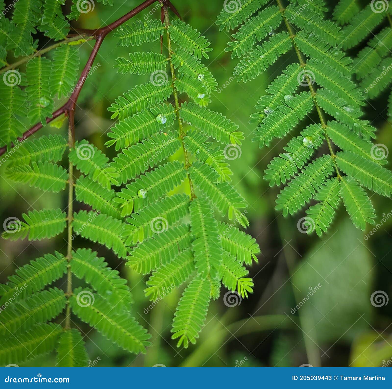 Casha Tree with Water Droplets Stock Image - Image of flower, plant ...