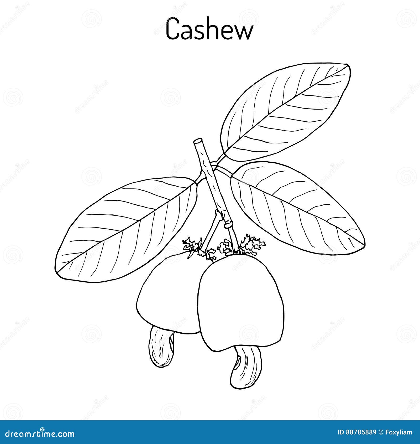 Cashew Anacardium Occidentale Nuts Stock Vector - Illustration of ...