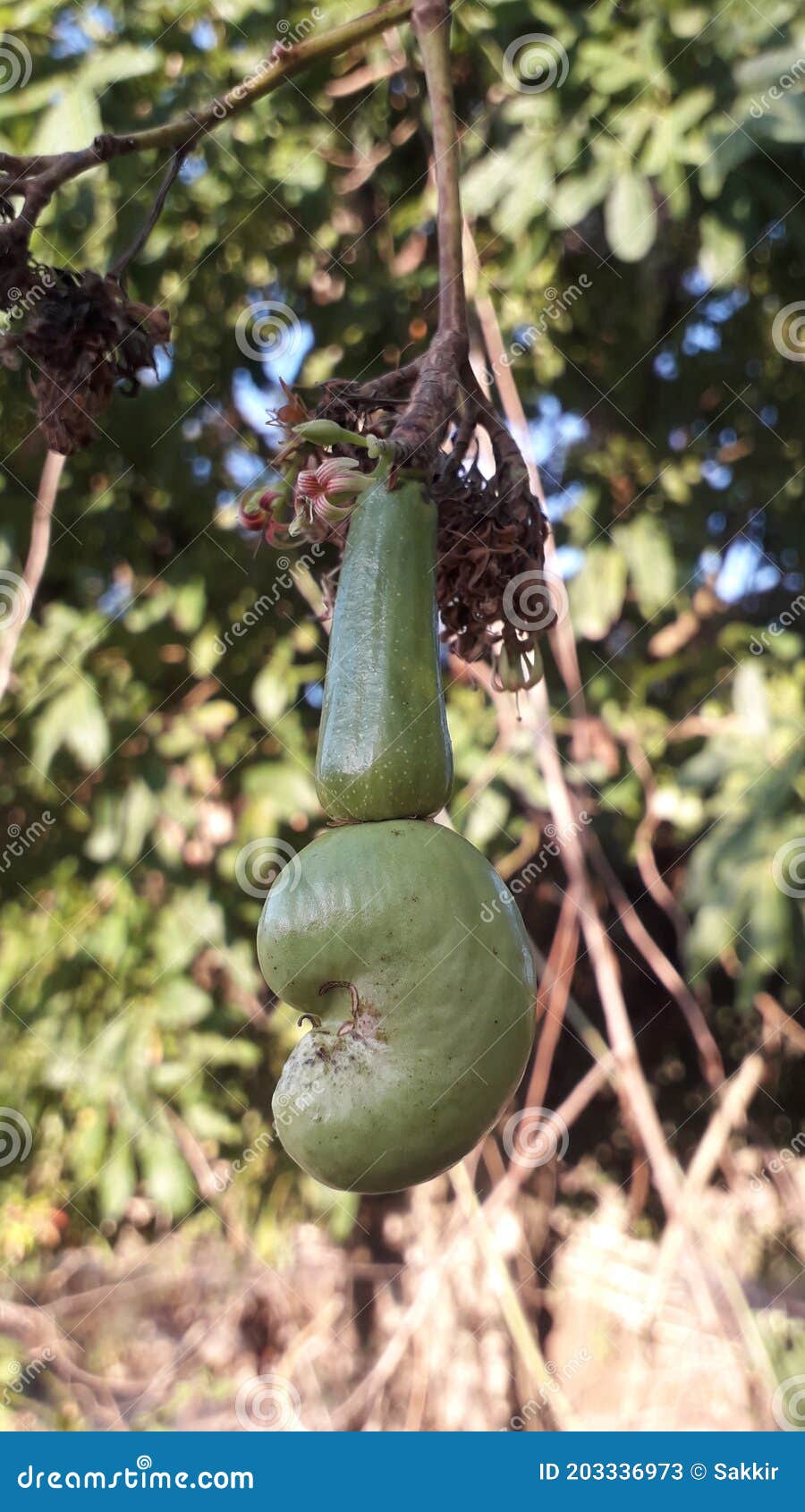 Cashew stock image. Image of plant, cashew, green, food - 203336973
