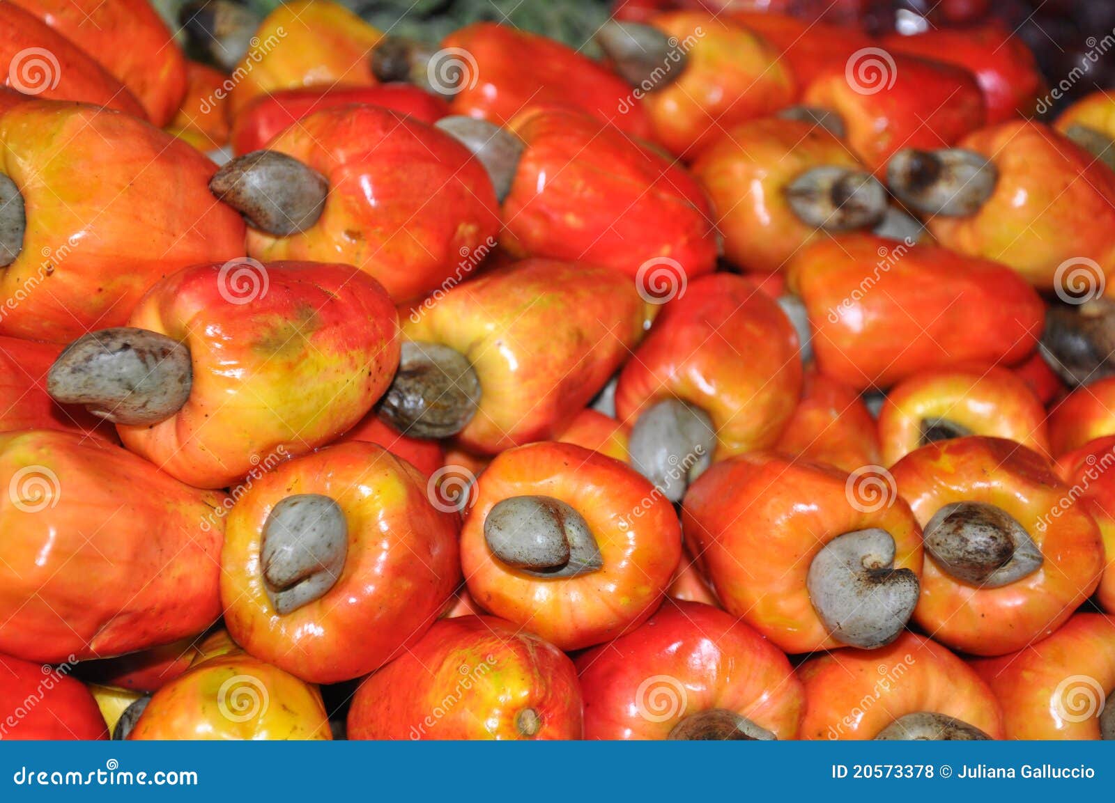 Cashew Fruit stock photo. Image of organic, tropics, brazil - 20573378