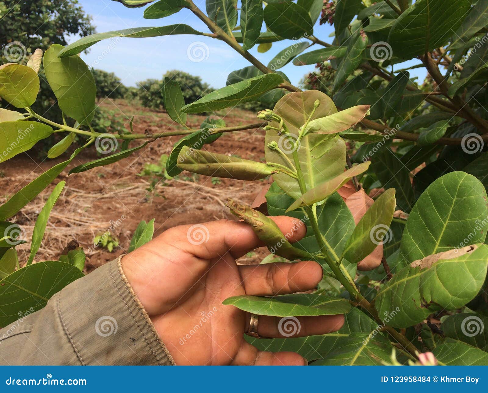 Cashew Fruit with Disease Damage the Nut Stock Photo - Image of harvest ...