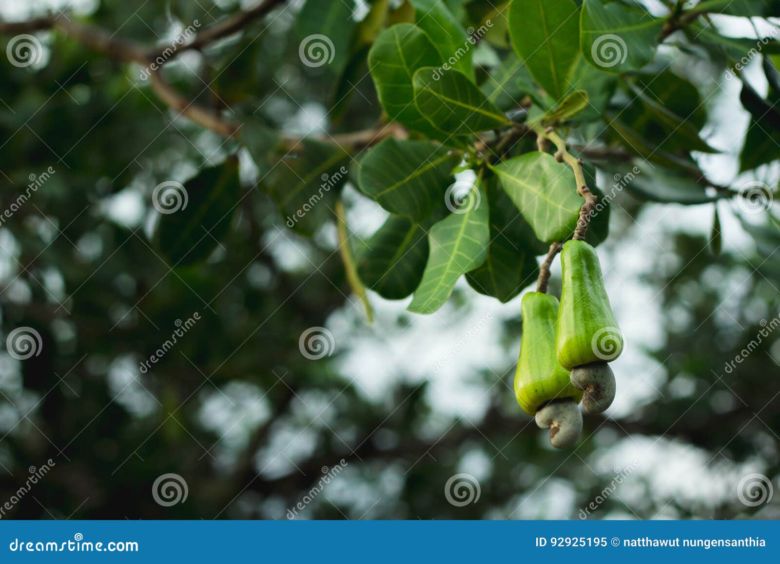 Cashew fruit on the tree stock image. Image of feni, farming - 92925195