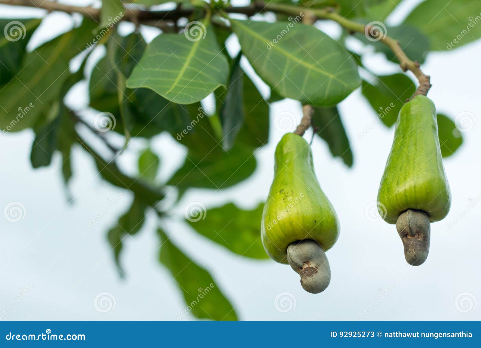 Cashew fruit on the tree stock image. Image of hanging - 92925273