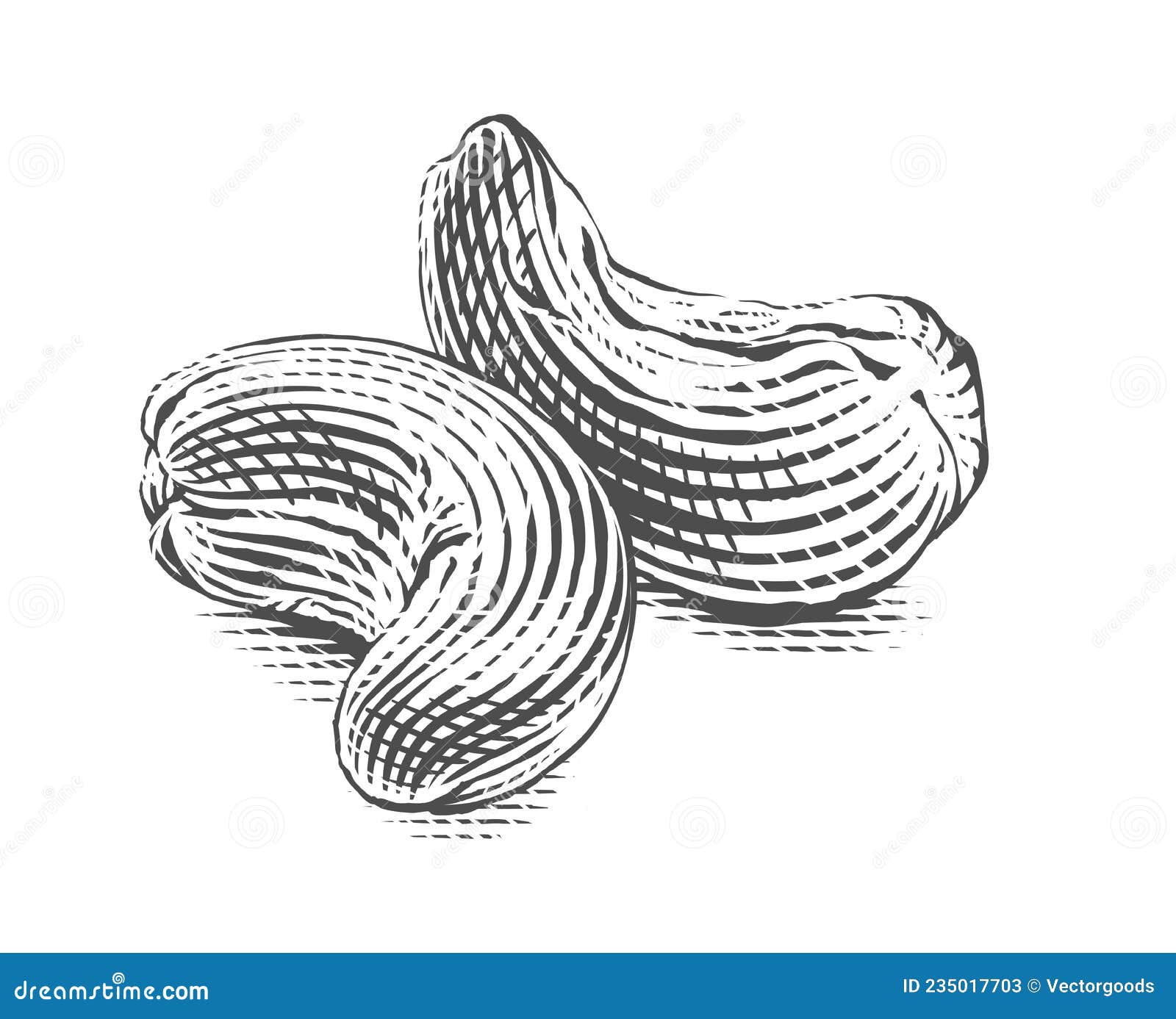 Cashew Hand Drawing Sketch Engraving Illustration Style Stock Vector ...