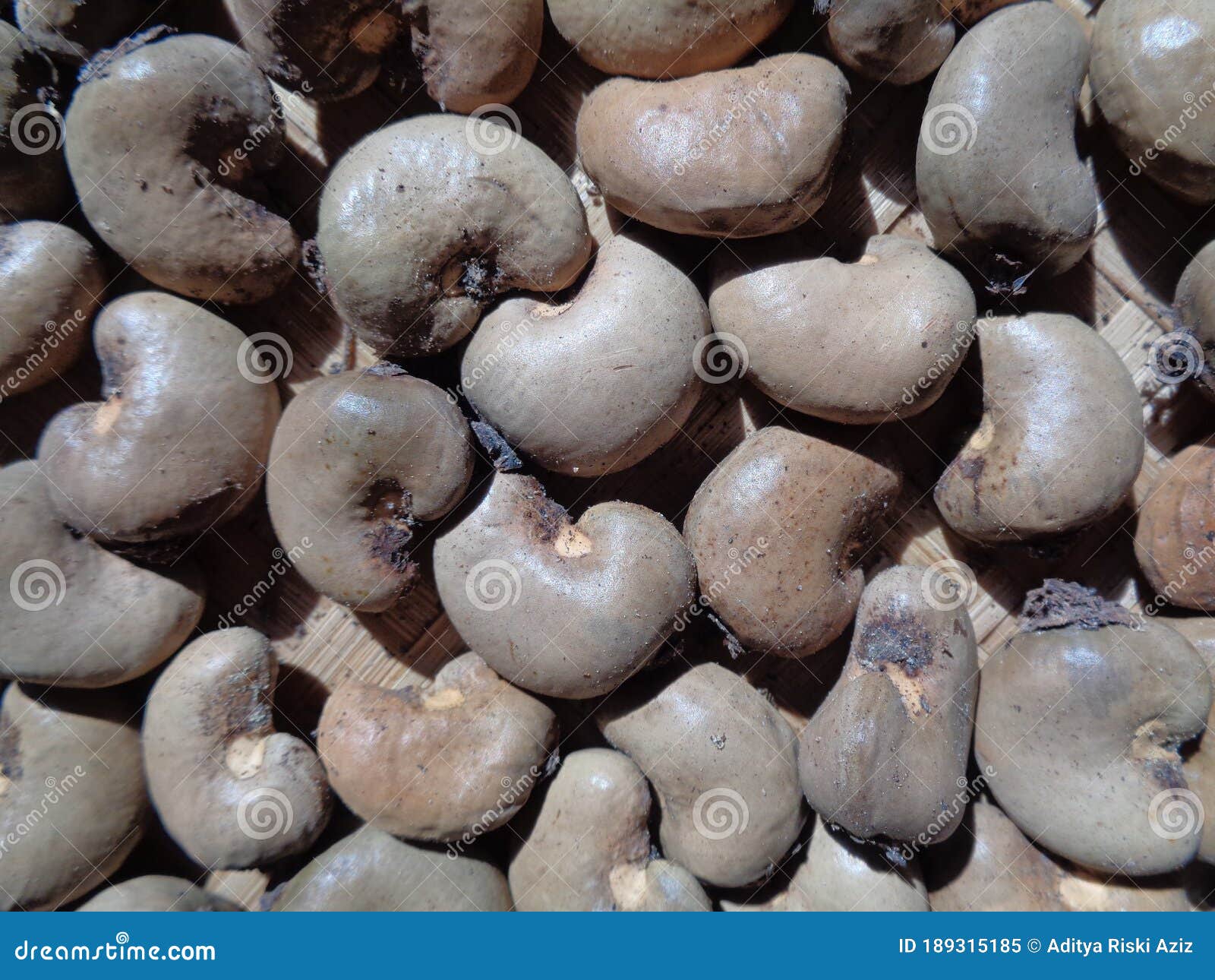 Cashew Nut on the Drying Process with a Natural Background Stock Image ...