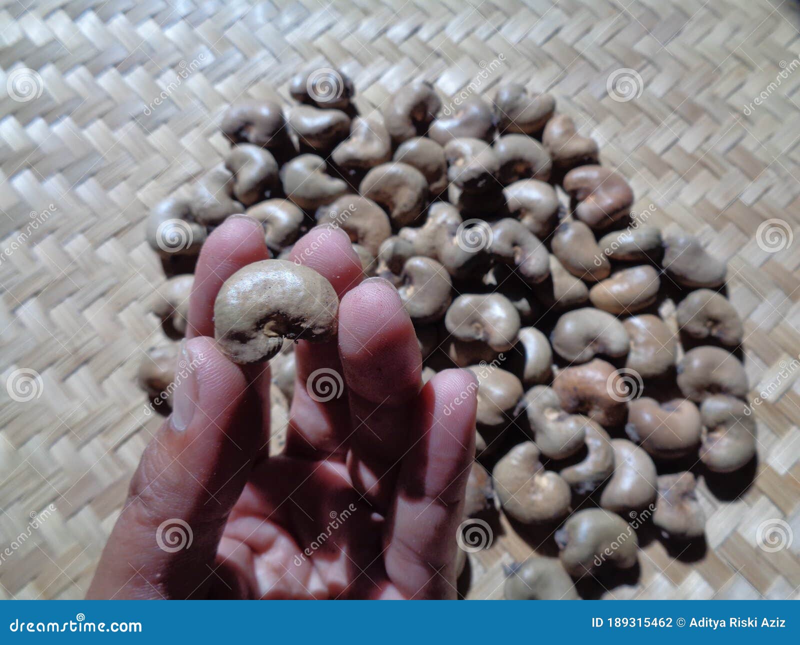 Cashew Nut on the Drying Process with a Natural Background Stock Photo ...