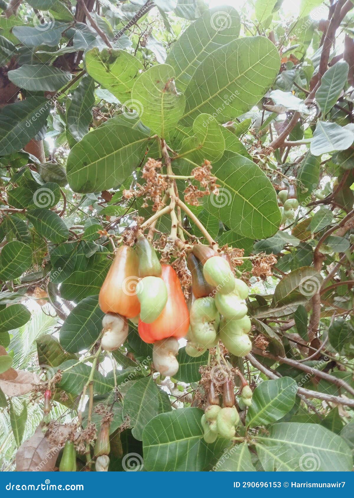 Cashew Nut Fresh Food Tree Plant Stock Image - Image of food, cashew ...
