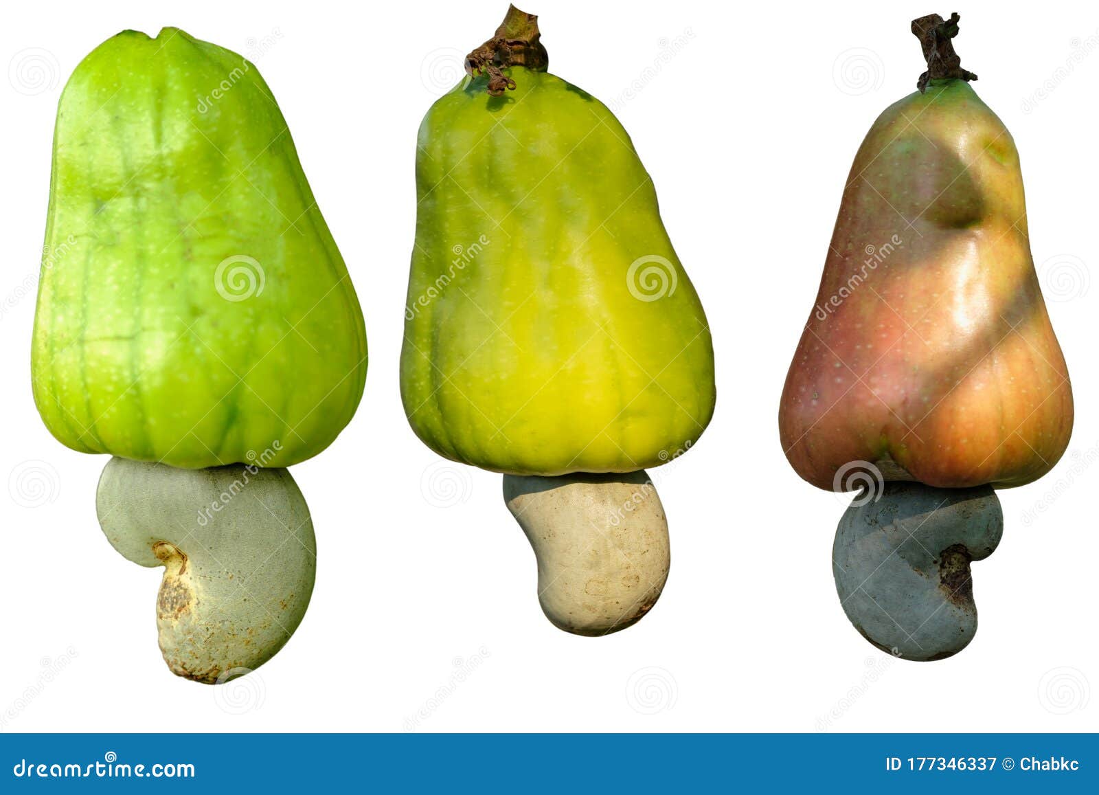 Cashew Nut Raw and Ripe Fruit Stock Image - Image of nuts, leaves ...