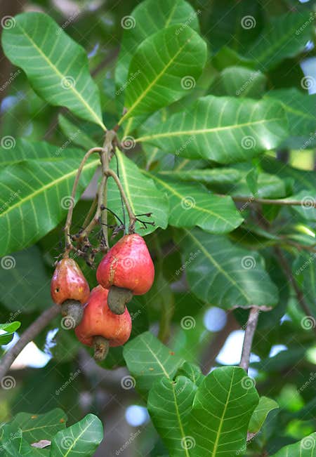 Cashew nut tree stock photo. Image of agriculture, fruit - 63308