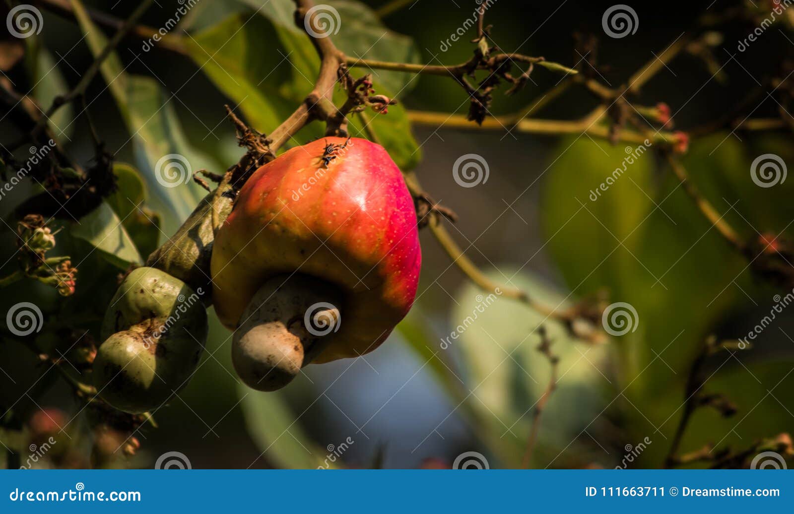 Cashew Nut Tree and Fruit Red in Colour Stock Image - Image of fruit ...