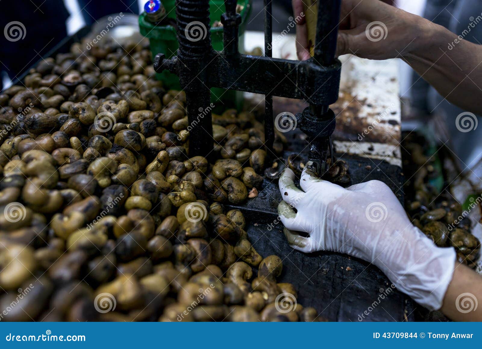 Cashew Nuts stock photo. Image of fresh, cashew, nuts - 43709844