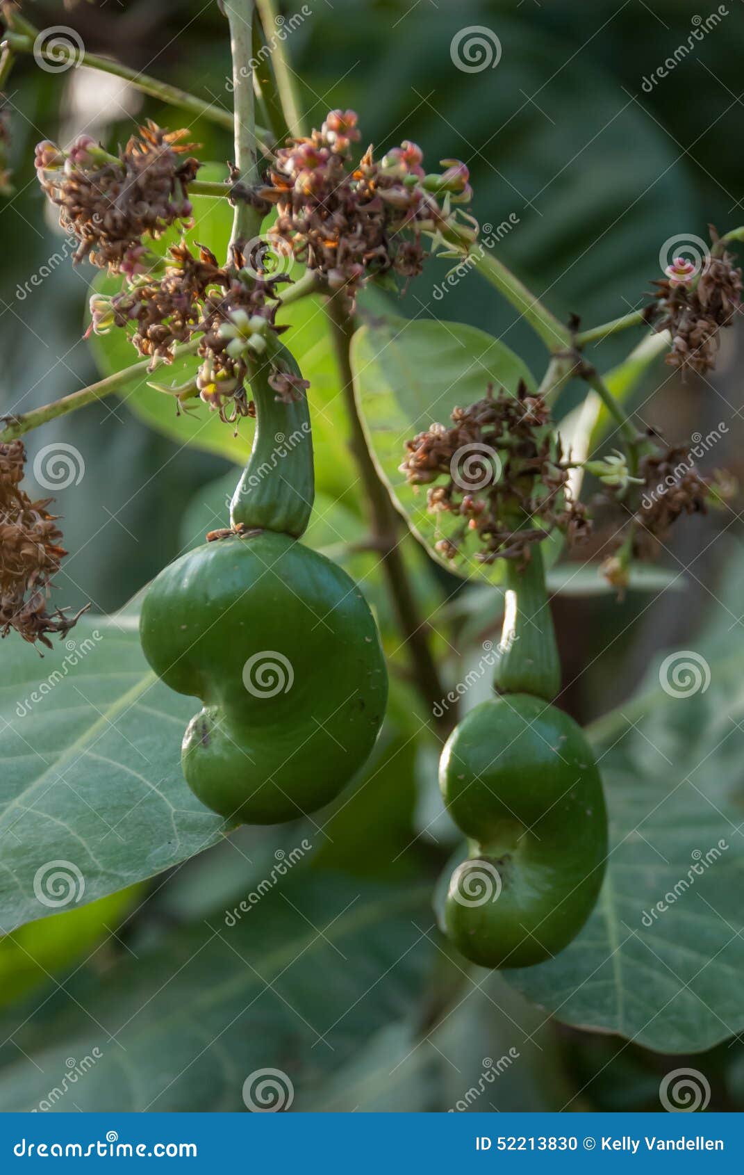 Cashew Nuts Growing stock photo. Image of costa, outdoor - 52213830