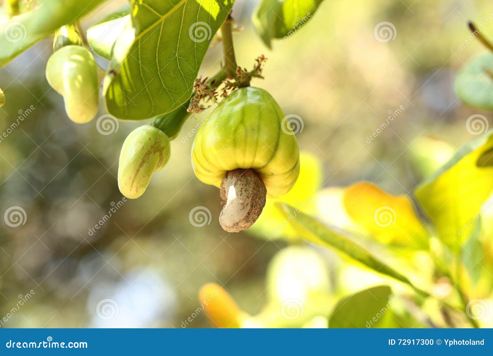 Cashew nuts stock photo. Image of farming, leaf, nuts - 72917300