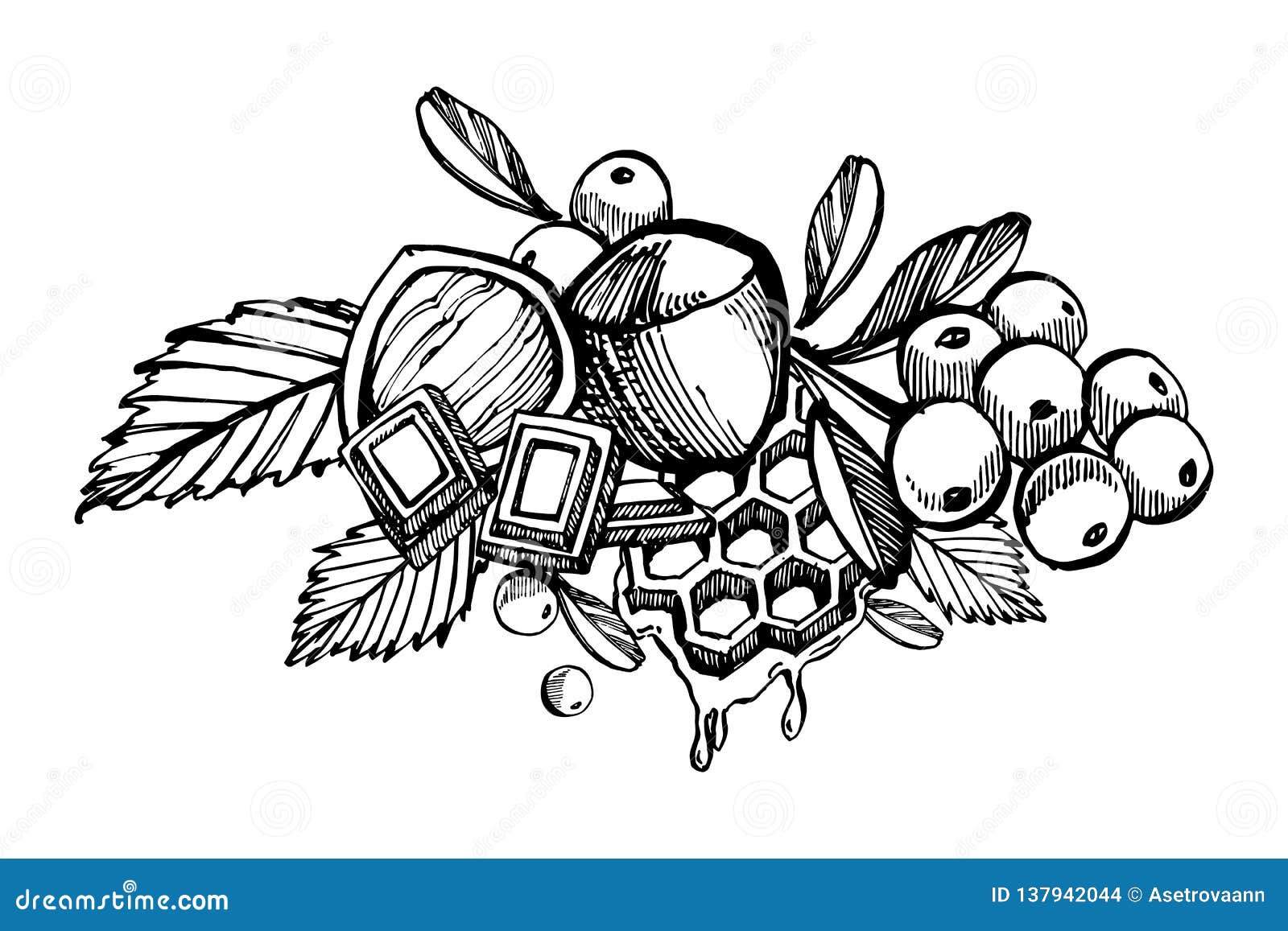 Nutmeg Sketch.Coloring. Illustration Isolated On White Background ...