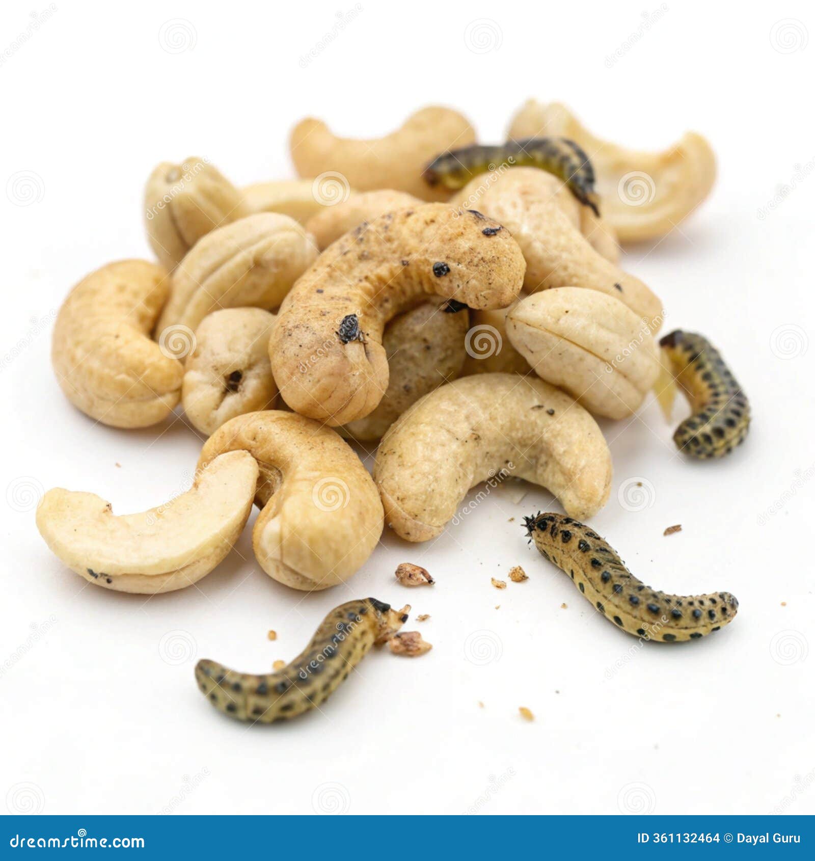 Cashew Nuts Infested with Caterpillars Isolated on Transparent ...