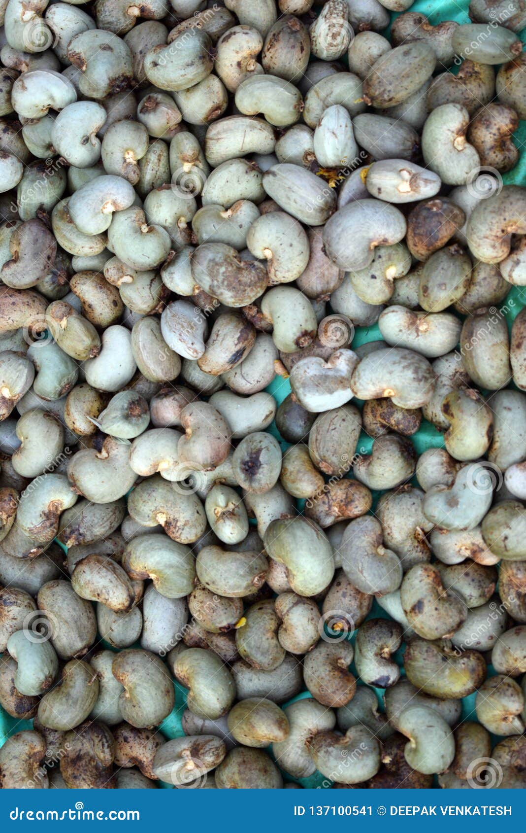 Cashew Nuts Keep for Drying in Sunlight Stock Image - Image of plucked ...