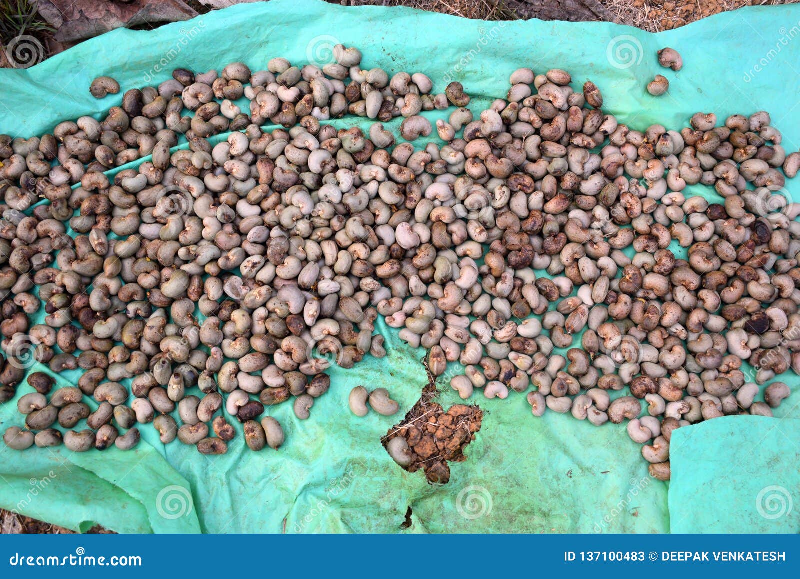 Cashew Nuts Keep for Drying in Sunlight Stock Image - Image of ground ...