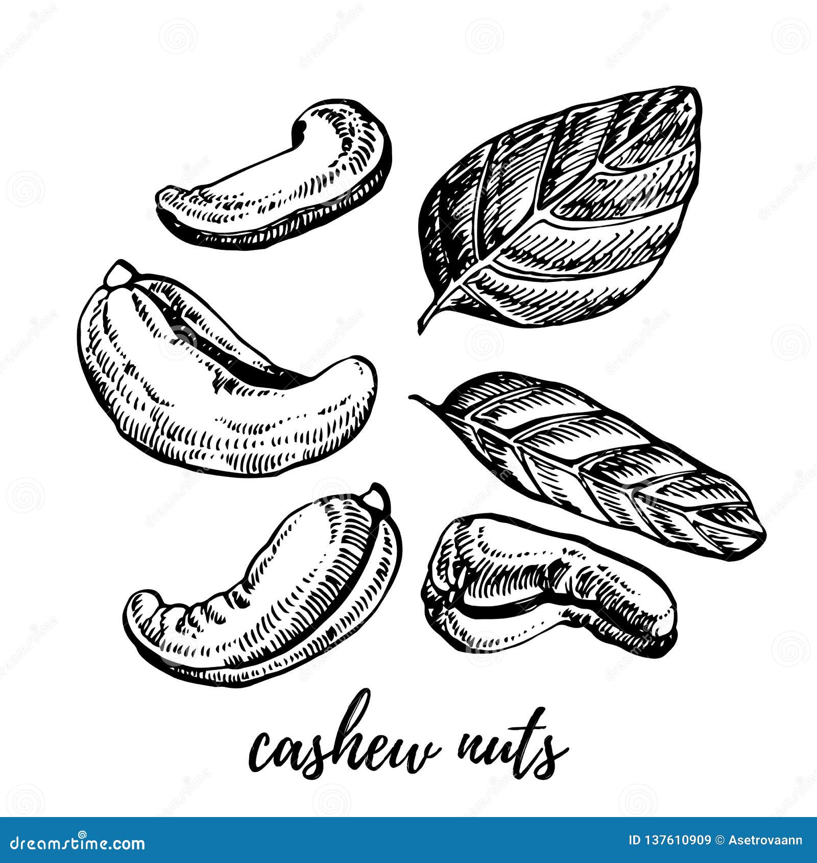 Nuts Sketch Illustration. Beautiful Hand Drawn Illlustration ...