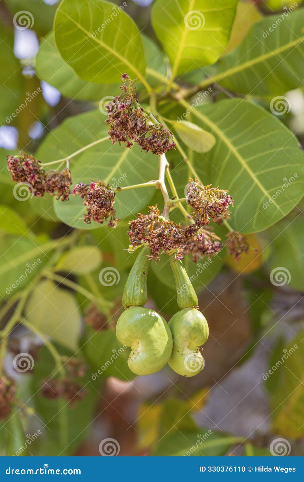 Cashew nuts tree stock photo. Image of protein, branch - 330376110