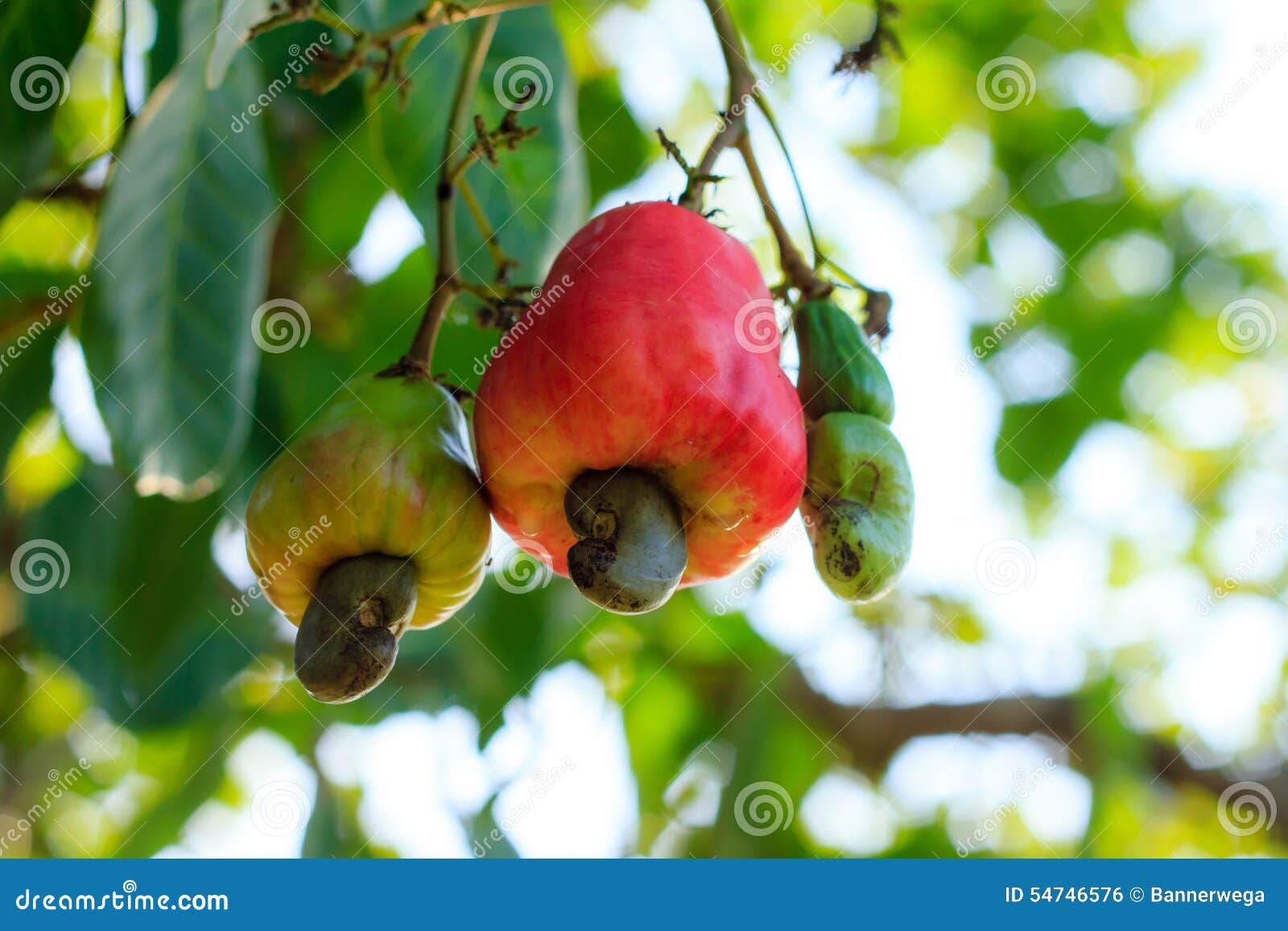 Cashew nuts tree stock photo. Image of view, climate - 54746576