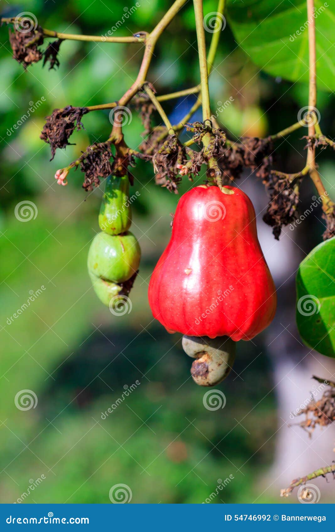 Cashew nuts tree stock photo. Image of front, cashew - 54746992