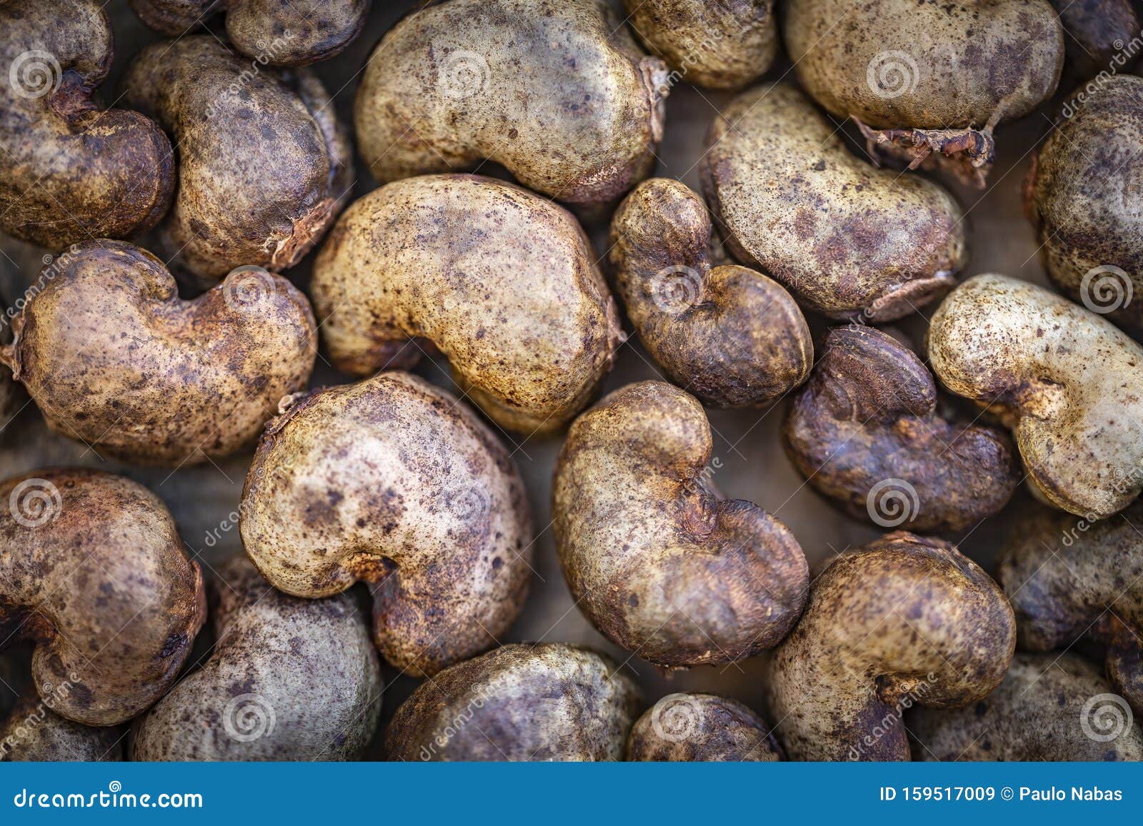Cashew - Schaal Gevuld Met Rauwe Noten in De Dop Stock Afbeelding ... Cashew - Schaal Gevuld Met Rauwe Noten in De Dop Stock Afbeelding ...