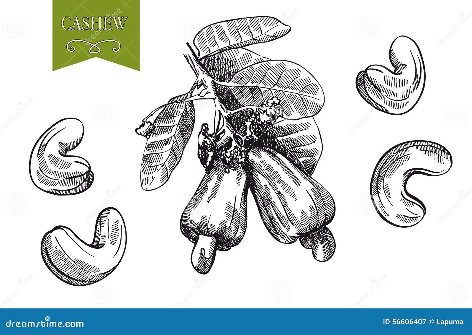 Cashew stock vector. Illustration of plant, branch, leaf - 56606407