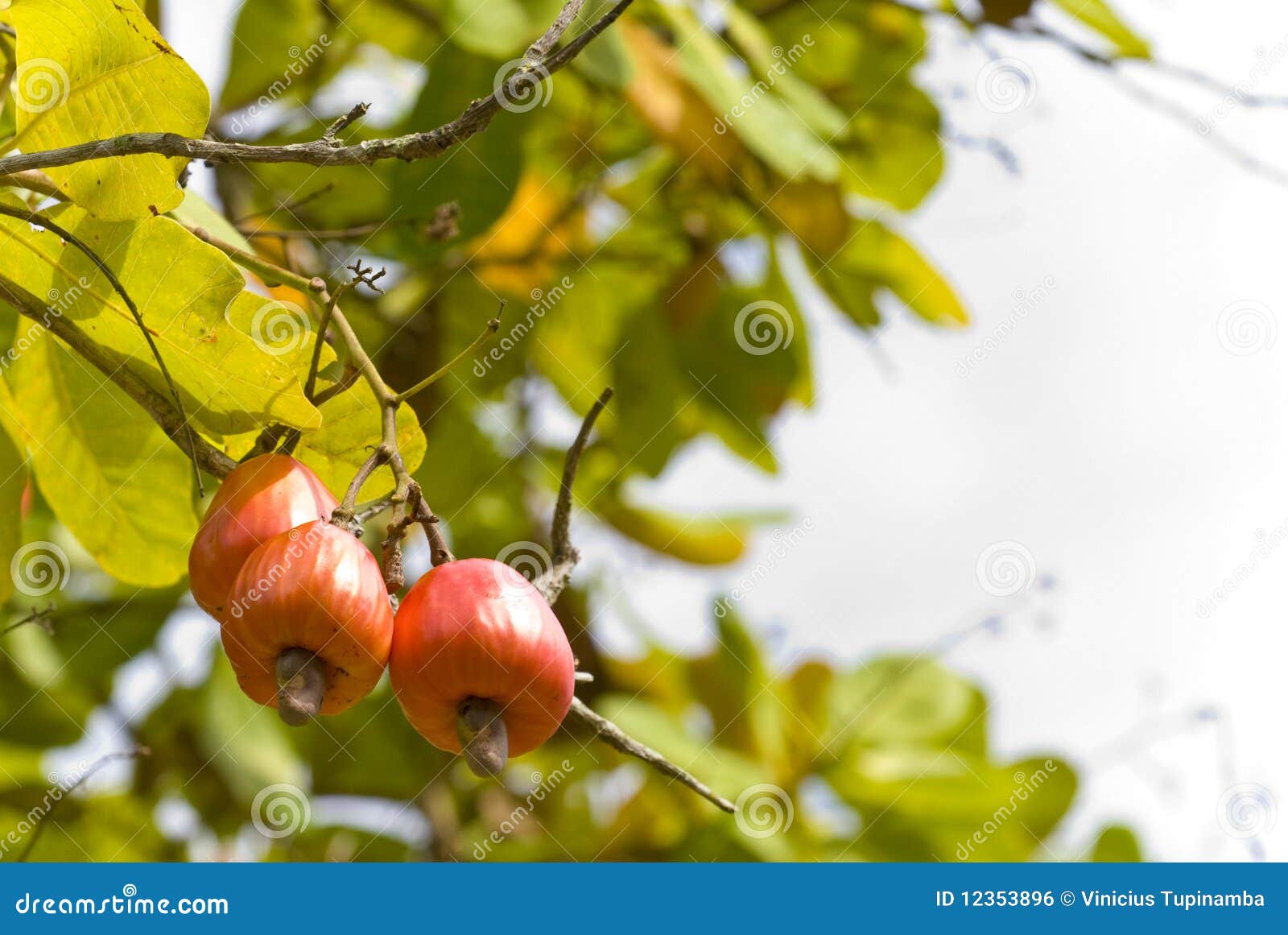 Cashew tree stock photo. Image of fruit, vegetarian, tree - 12353896
