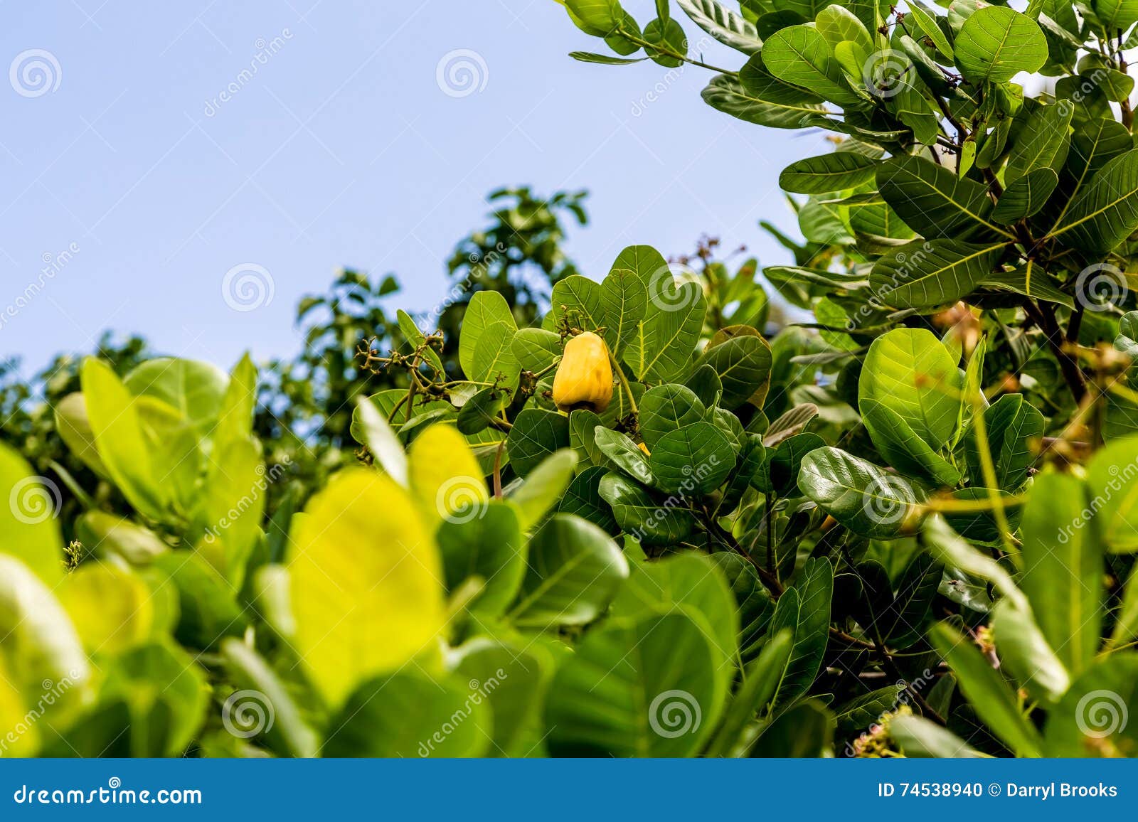 Cashew in Tree stock photo. Image of jungle, landscape - 74538940