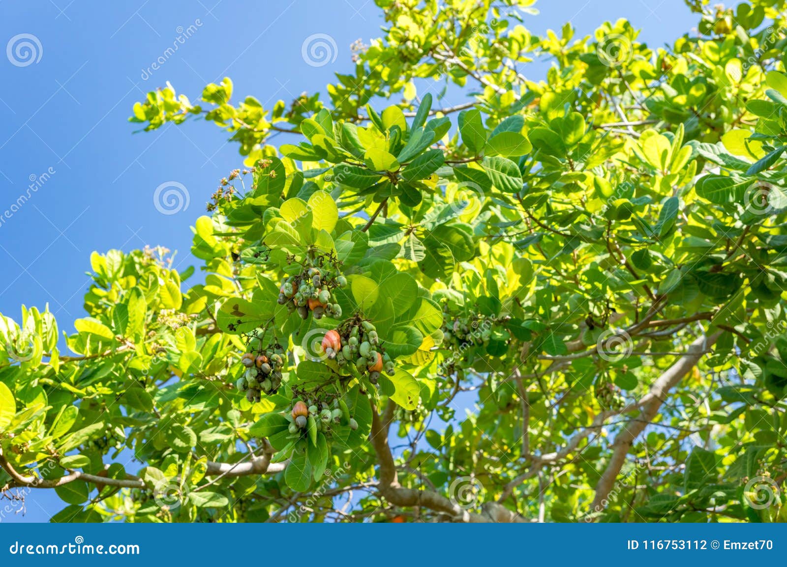 Cashew tree. stock photo. Image of agriculture, green - 116753112