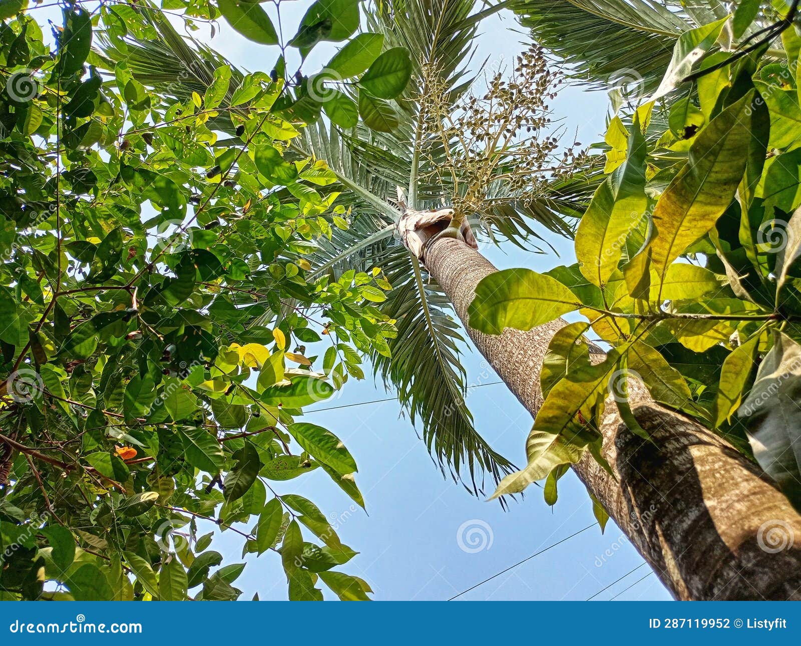 Cashew tree stock photo. Image of guava, cashew, fresh - 287119952