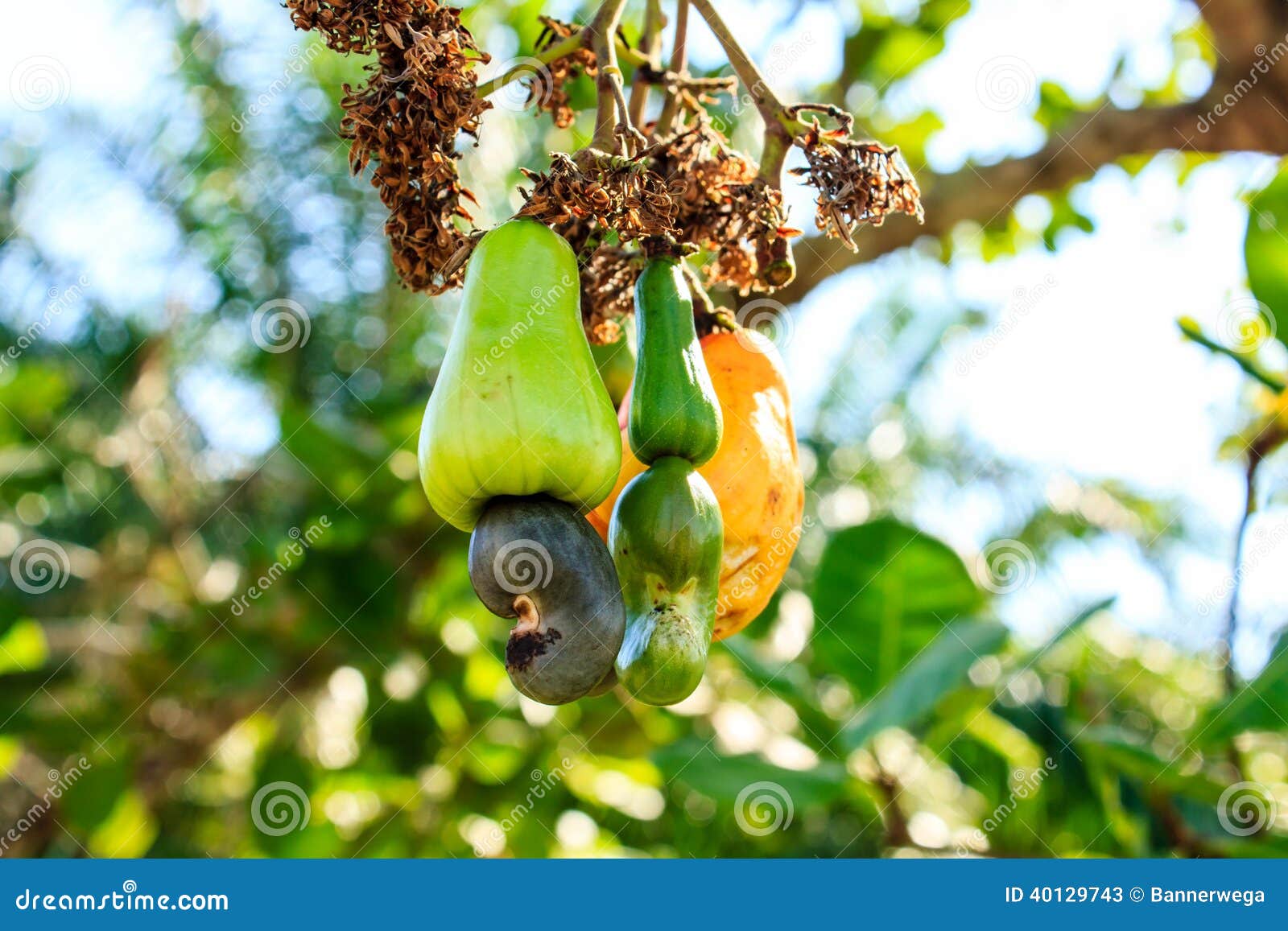 Cashew nut trees - sayflyer