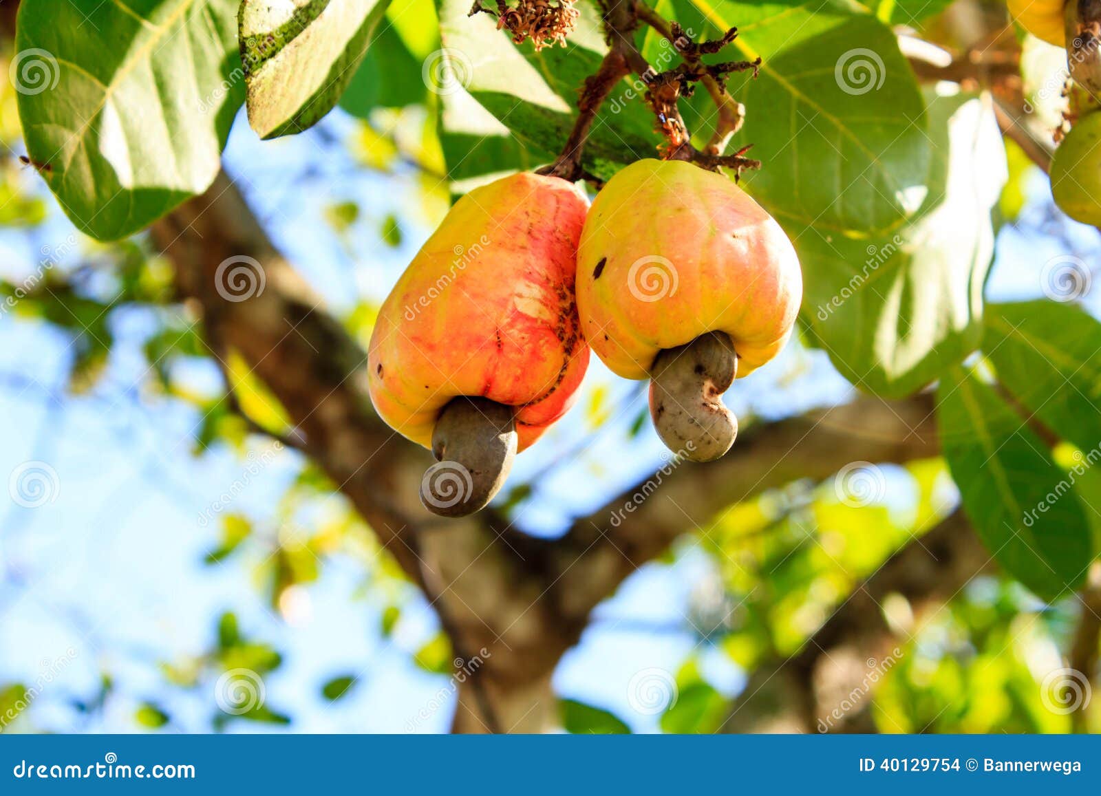 Cashew Tree stock photo. Image of cashew, vertical, food - 40129754
