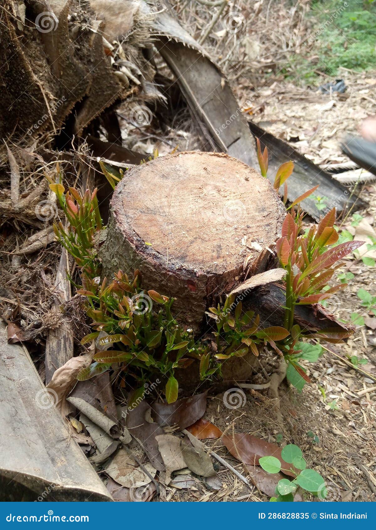Cashew Tree Stump Emerging Small Leaves Stock Image - Image of garden ...