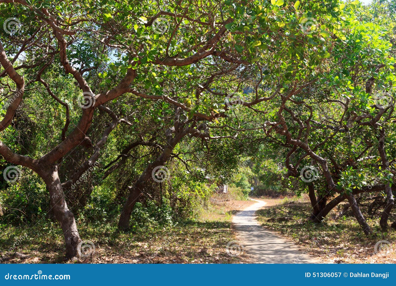 The cashew tree stock image. Image of vegan, island, flowering - 51306057
