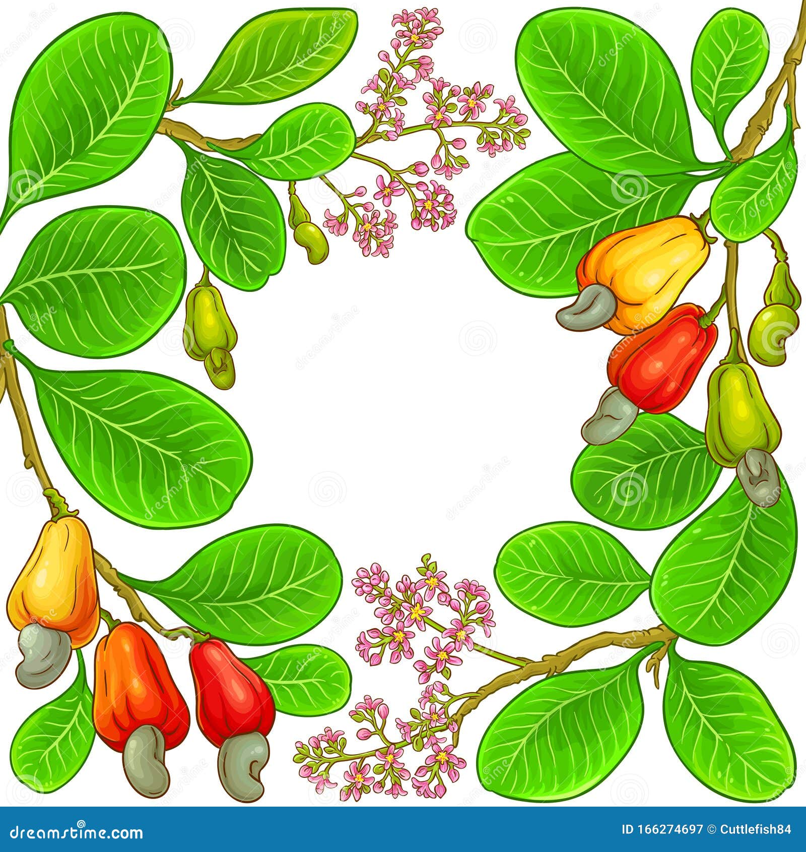 Cashew vector frame stock vector. Illustration of plant - 166274697