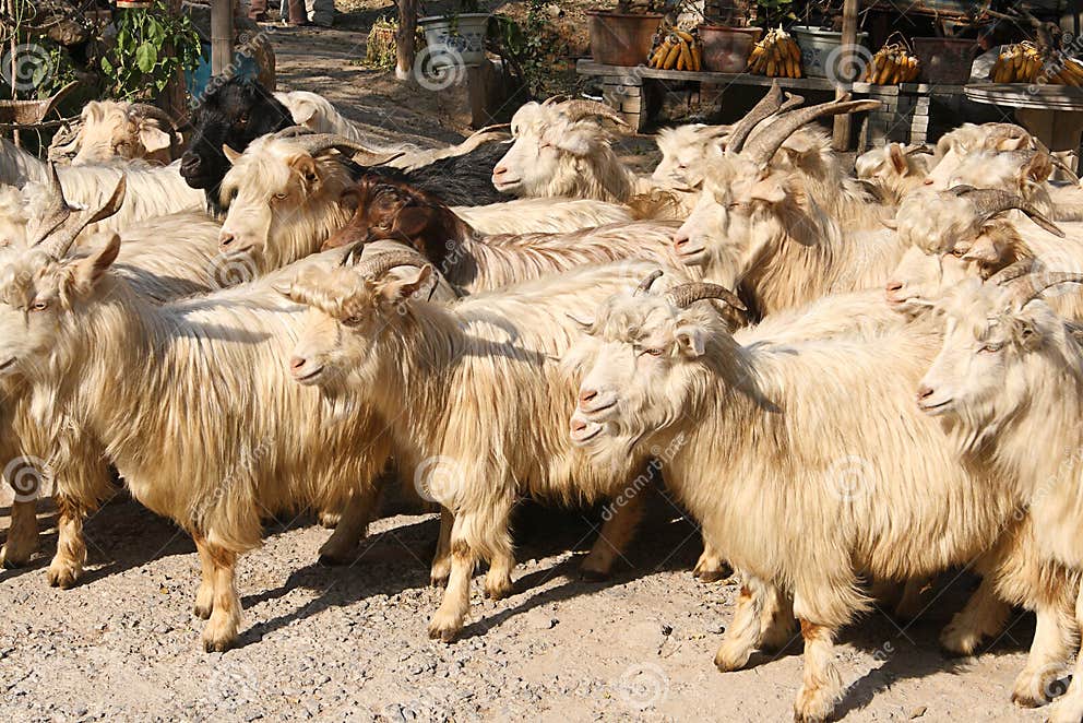 Cashmere goats stock photo. Image of cashmere, wool, farm - 28675674