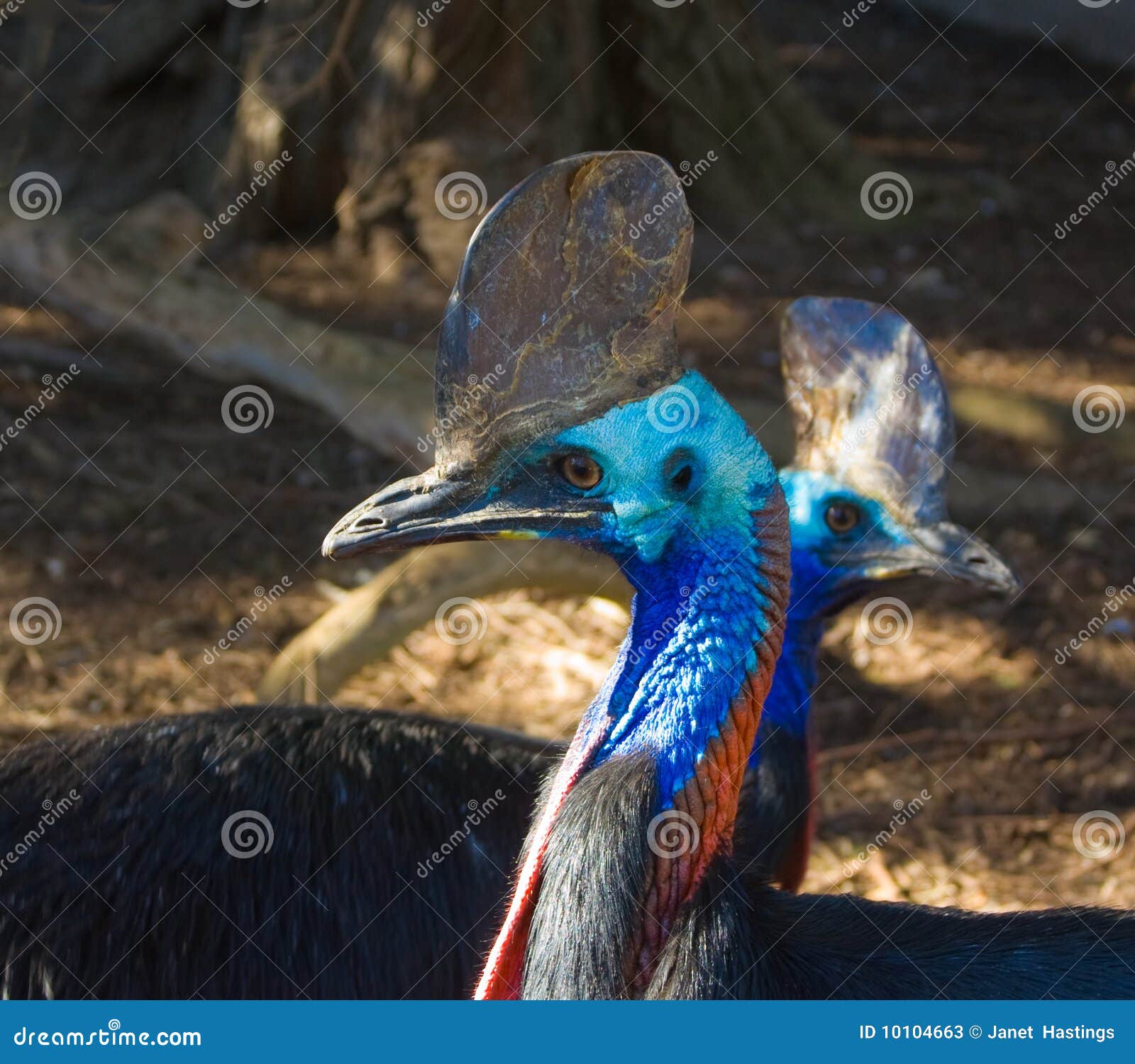Casoar image stock. Image du bleu, casque, tropical, lumineux - 10104663