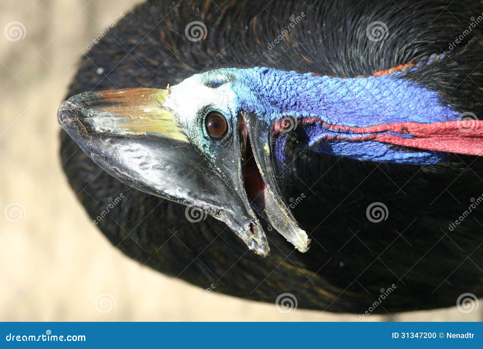 Casoar Du Sud Photos Stock - Téléchargez 165 Photos libres de droits