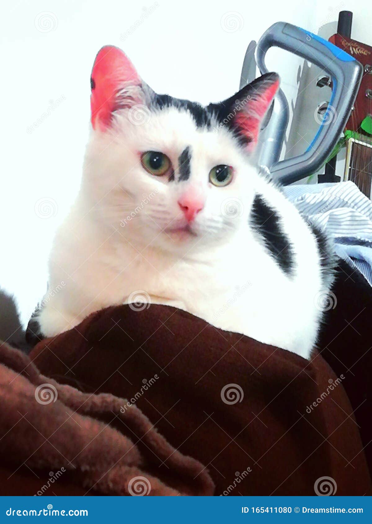 Casper Stock Photos - Download 496 Royalty Free Photos