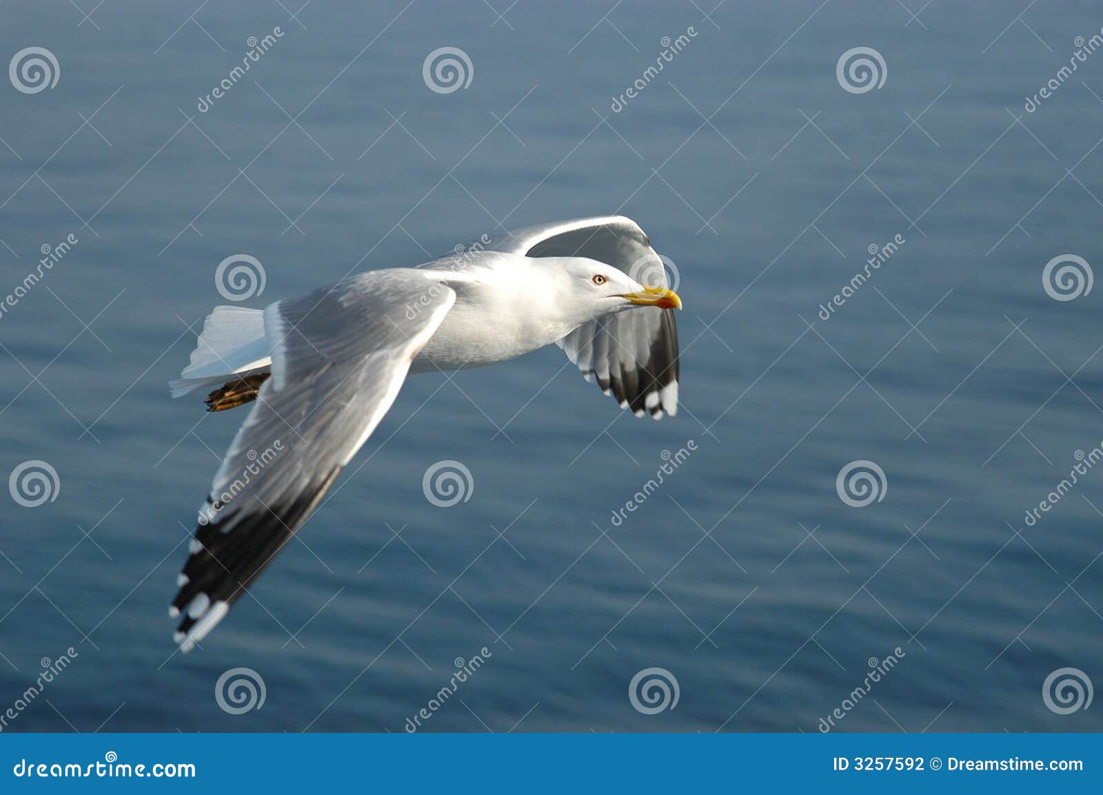 Caspian Gull stock photo. Image of flight, caspian, wings - 3257592