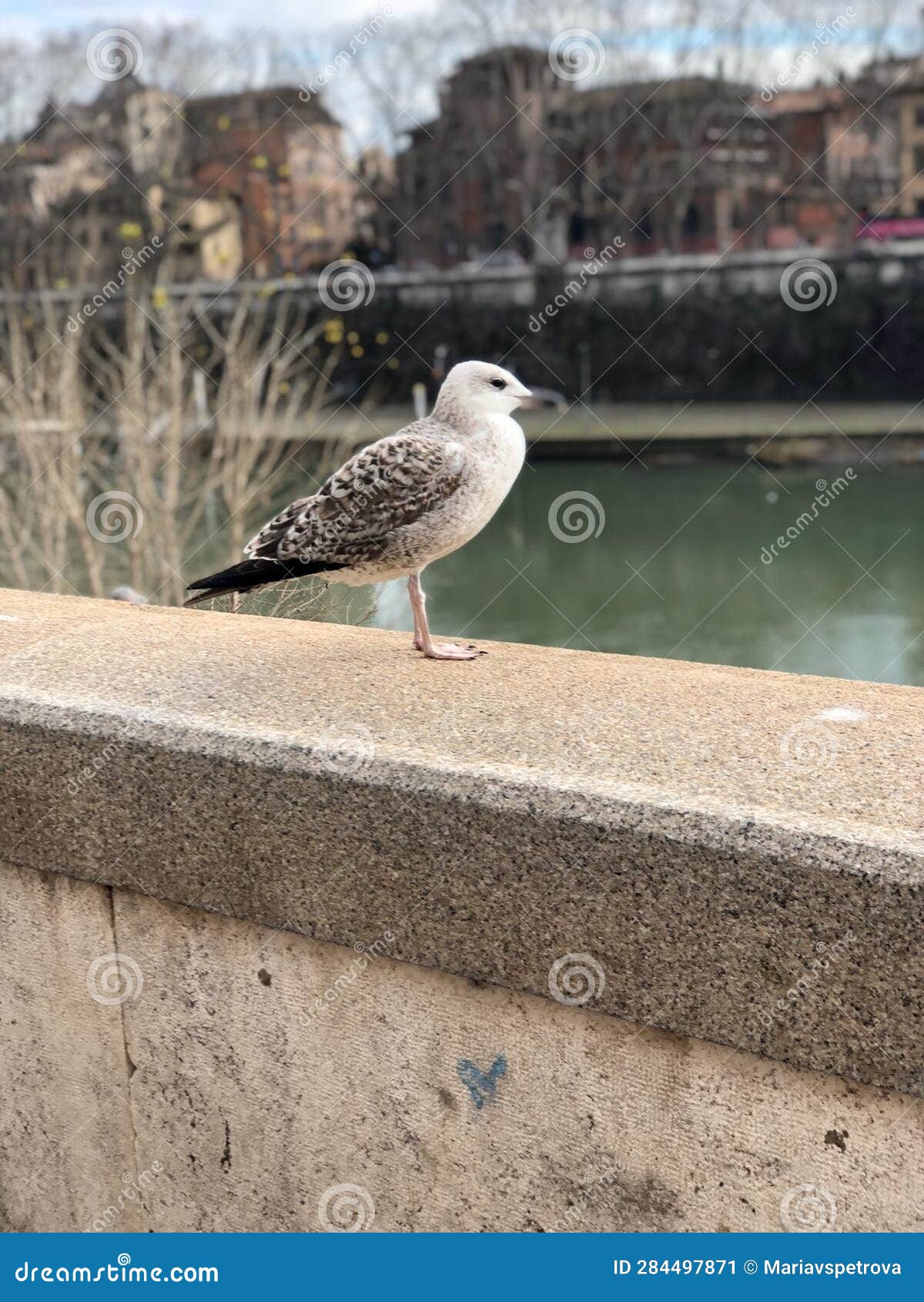 Caspian gull stock image. Image of animal, wing, caspian - 284497871