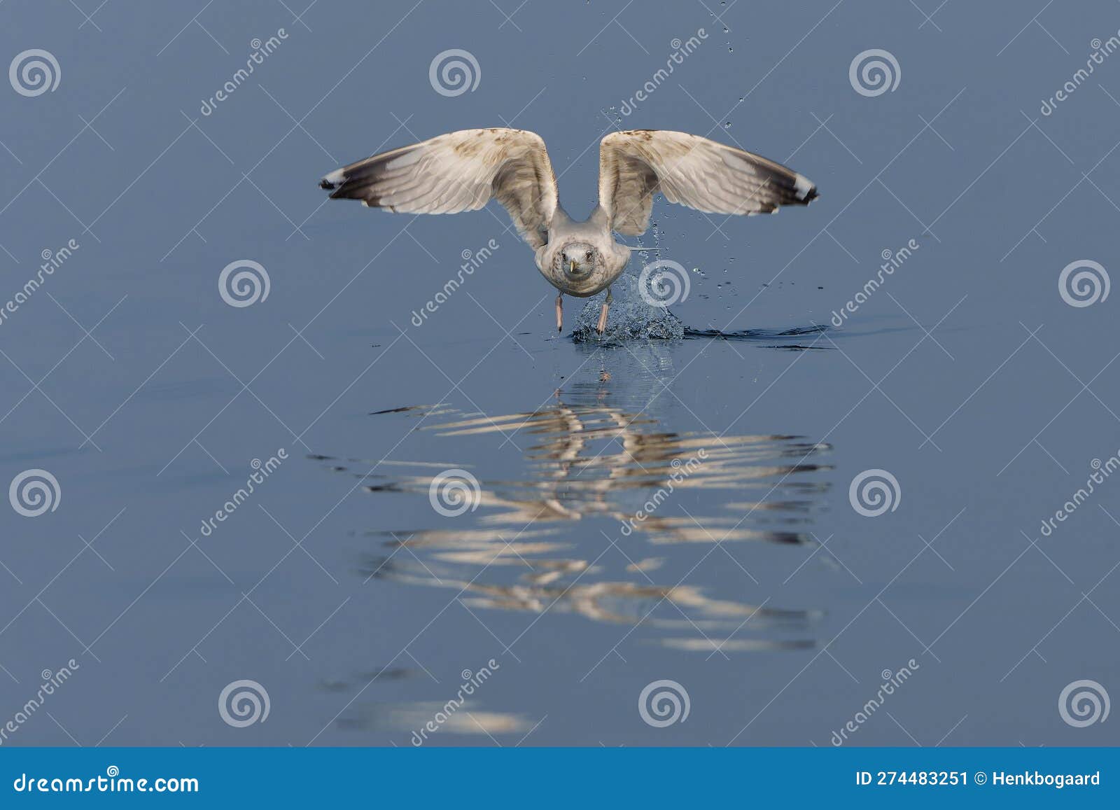 Caspian Gull Flying Around the Boat Stock Image - Image of boat, birds ...